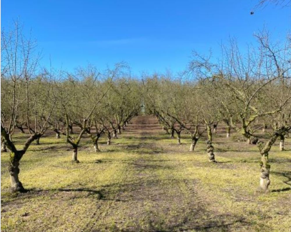 Hazelnut News – HGO: Hazelnut Growers of Oregon